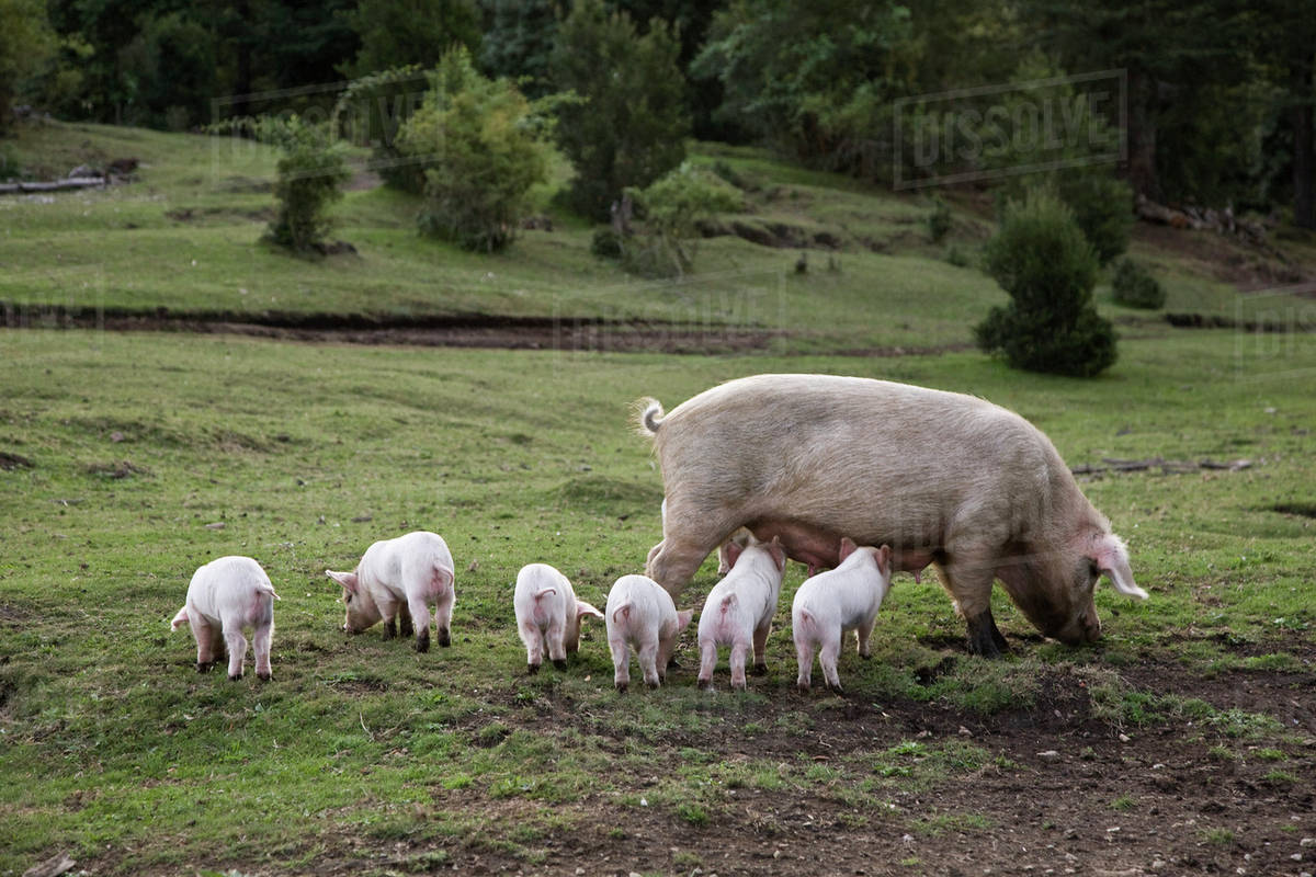 A pig with piglets in a field - Royalty-free Stock Photo | Dissolve