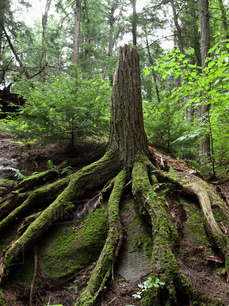 A damaged tree with intact roots - Stock Photo - Dissolve