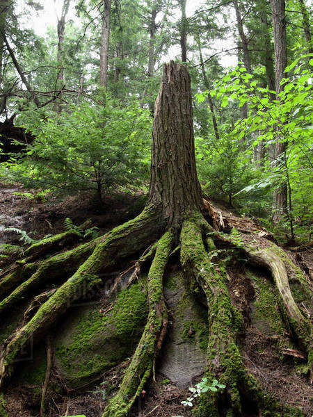 A damaged tree with intact roots - Stock Photo - Dissolve