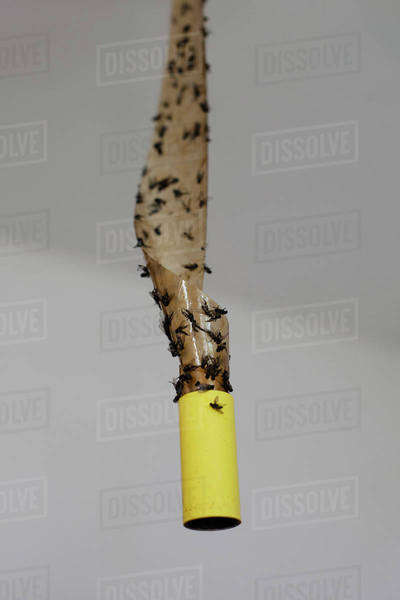 Close-up of dead flies stuck on flypaper against gray background ...