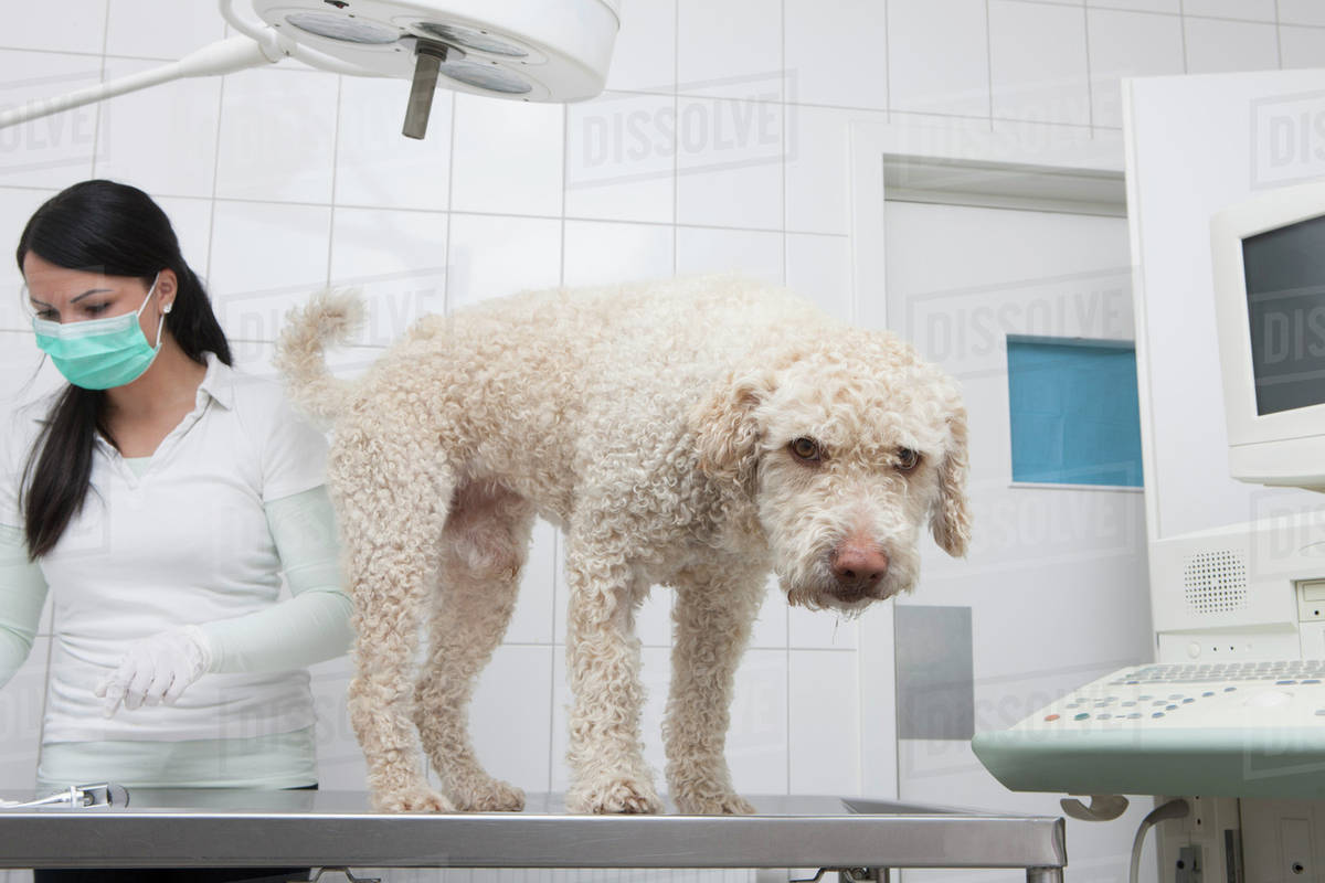 Portrait of dog standing table while veterinarian working in background ...