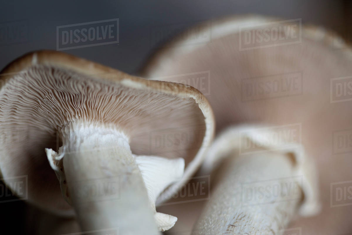 Close-up of mushrooms - Royalty-free Stock Photo | Dissolve