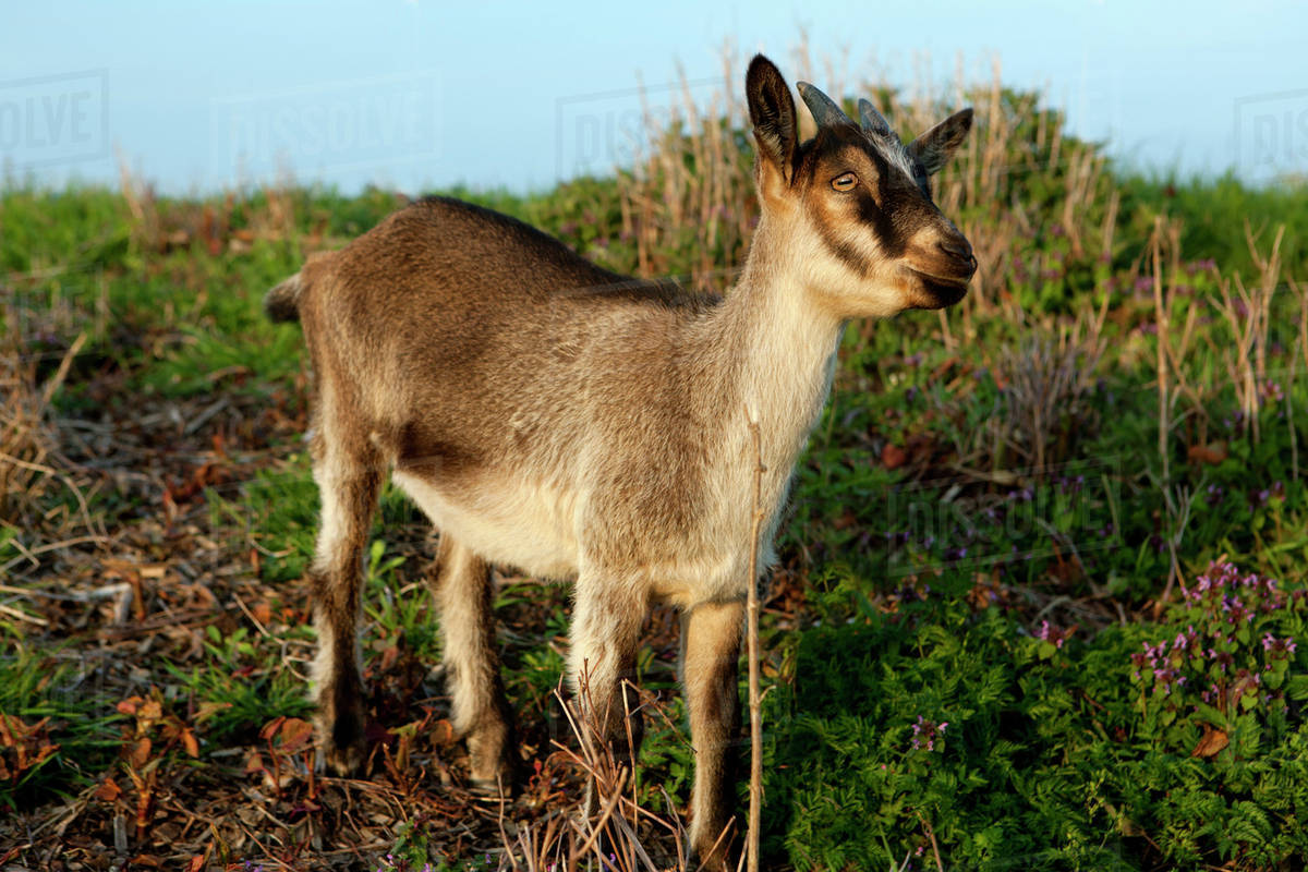Full length of goat on field - Royalty-free Stock Photo | Dissolve