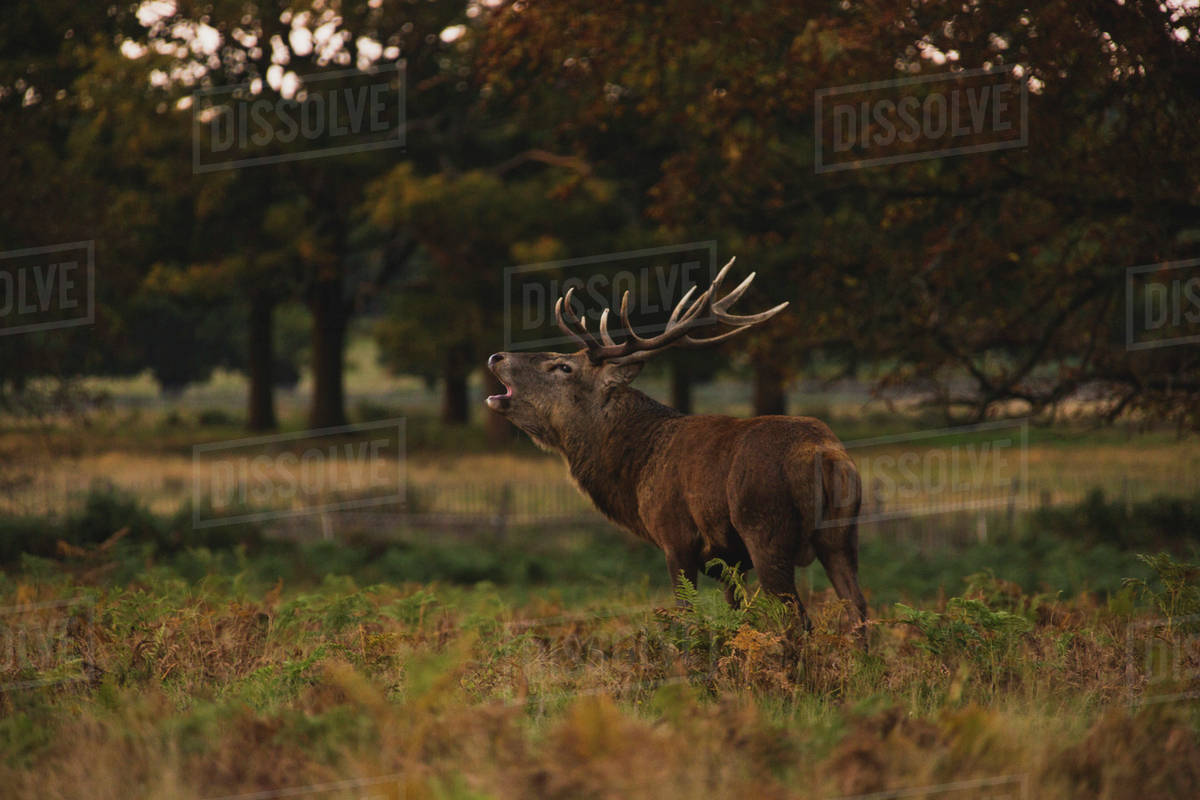 Side view of deer roaring on field - Royalty-free Stock Photo | Dissolve