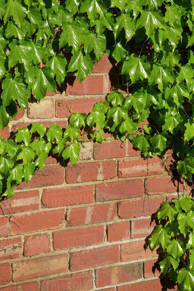 Ivy growing on brick wall - Royalty-free Stock Photo | Dissolve