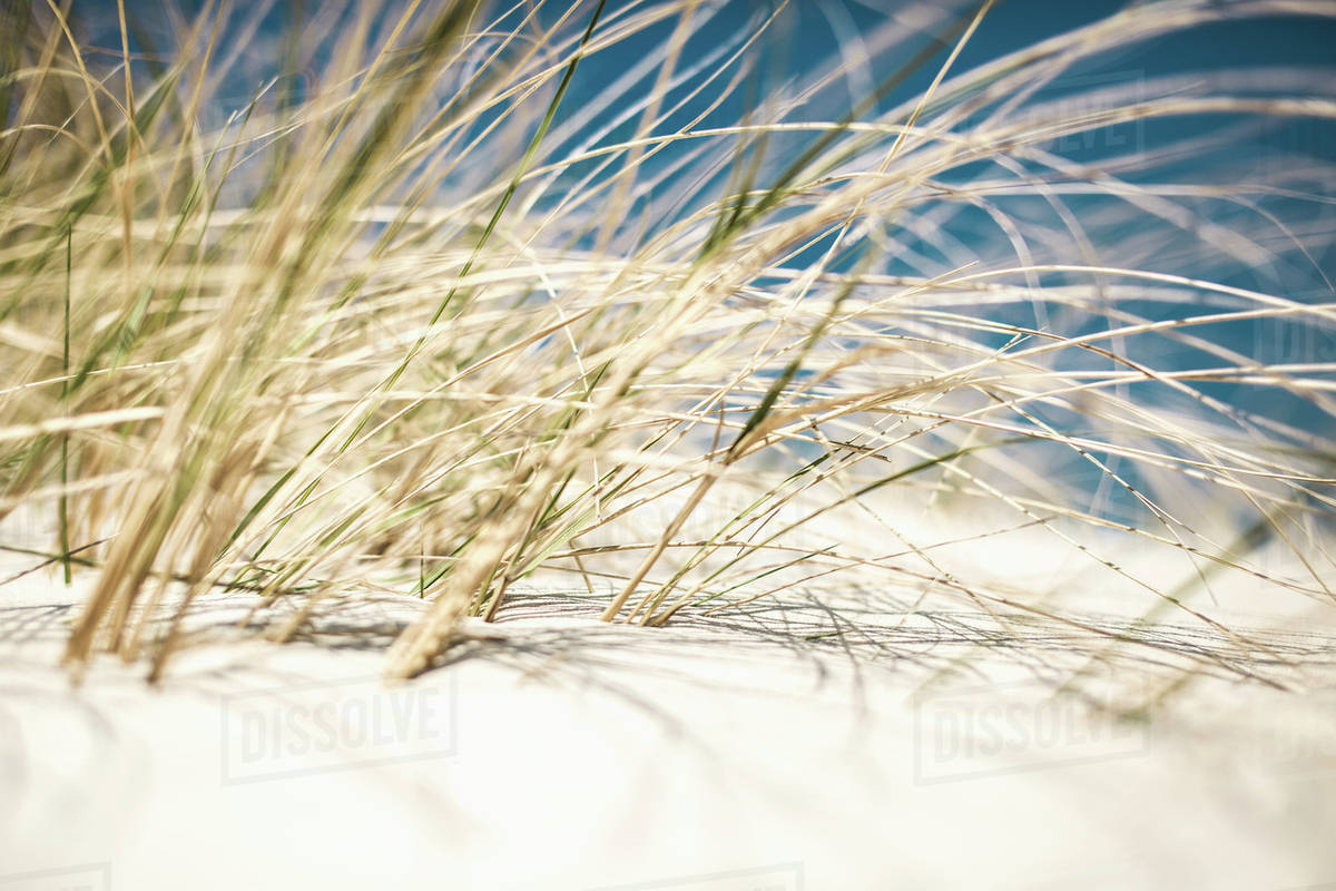Close-up of grass growing on sand - Royalty-free Stock Photo | Dissolve