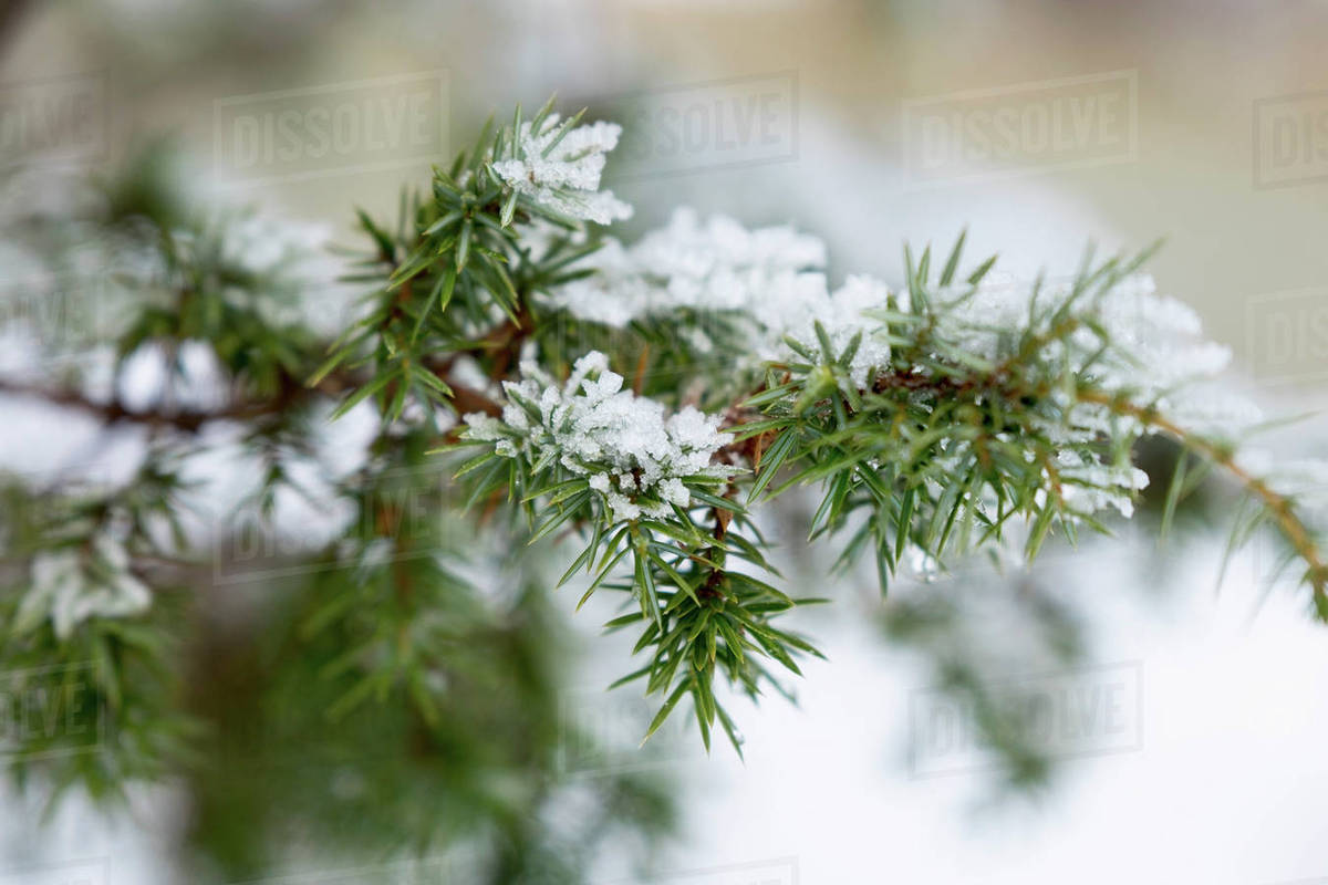 Close-up of snow on leaves - Royalty-free Stock Photo | Dissolve
