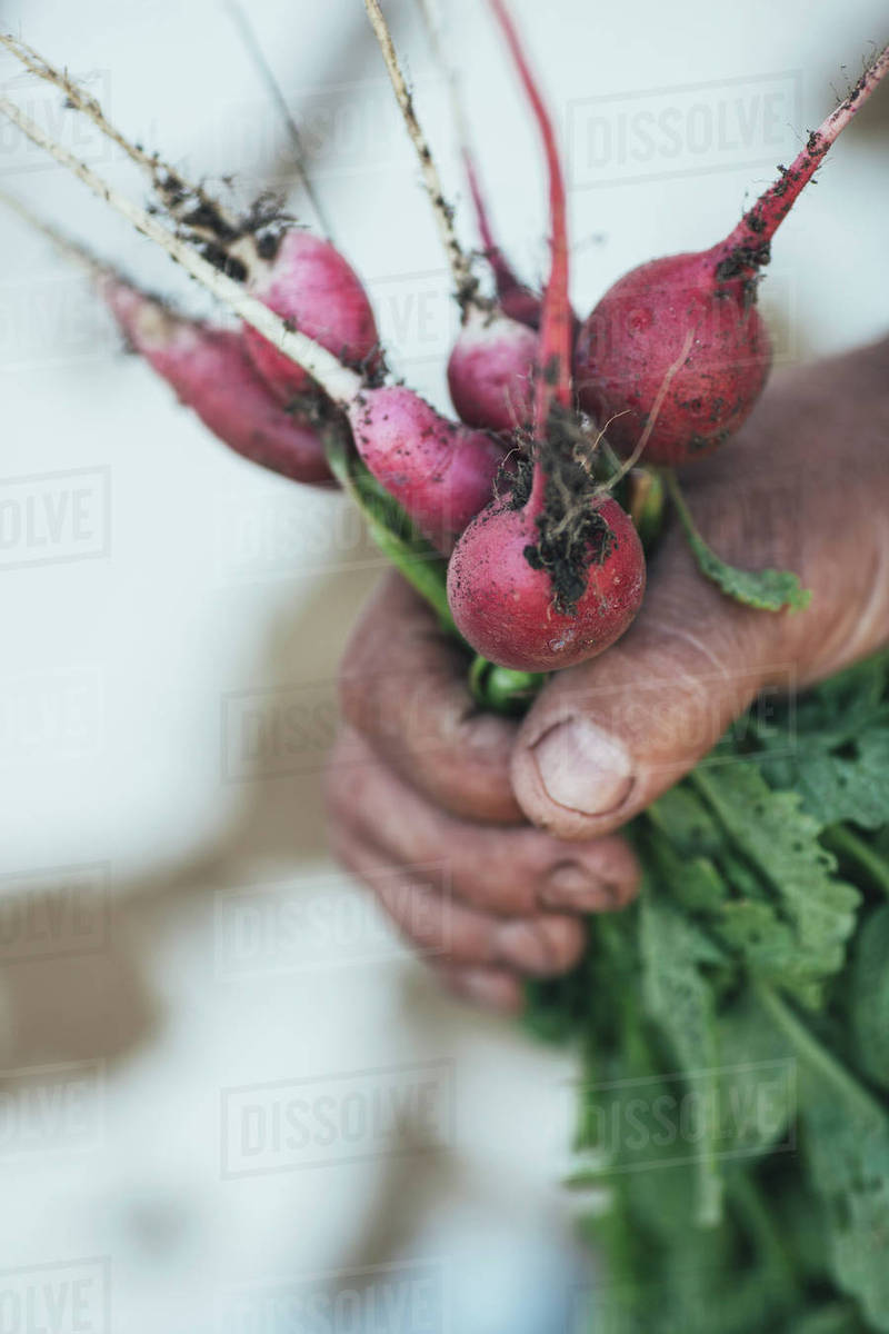 Cropped image of man's hand holding red radishes - Royalty-free Stock ...
