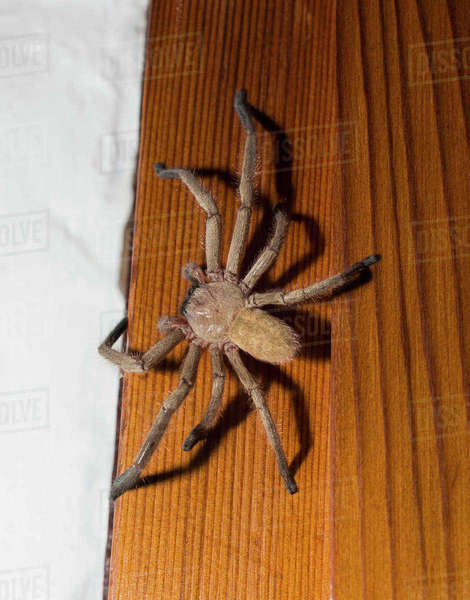 Close-up of spider on wood - Royalty-free Stock Photo | Dissolve