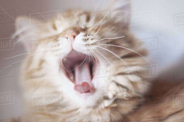 Close-up of cat yawning - Royalty-free Stock Photo | Dissolve