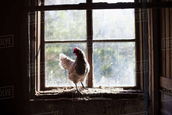 Chicken on window sill - Stock Photo - Dissolve