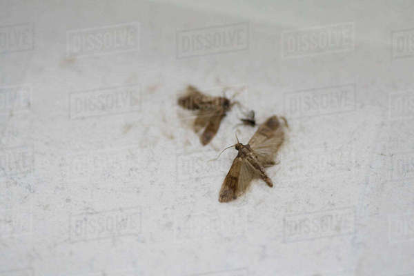 High angle view of dead moths on white surface - Royalty-free Stock ...