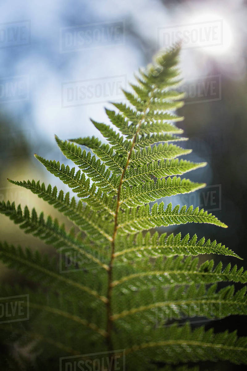 Close-up of green fern branch - Royalty-free Stock Photo | Dissolve