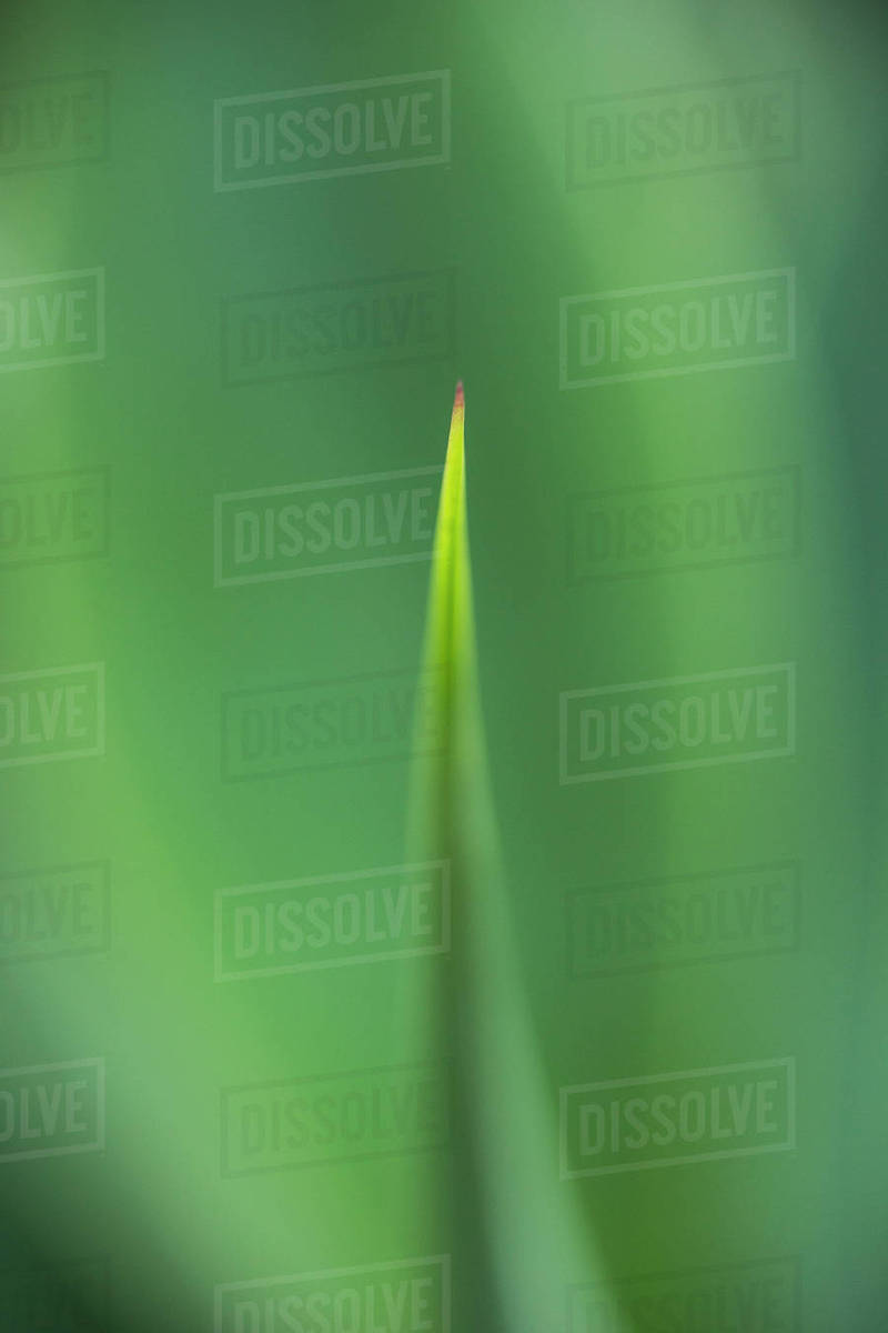 Macro image of green spike of plant - Royalty-free Stock Photo | Dissolve