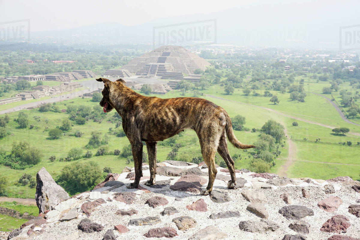 Full length of dog standing on Sun Pyramid against view of Moon Pyramid ...