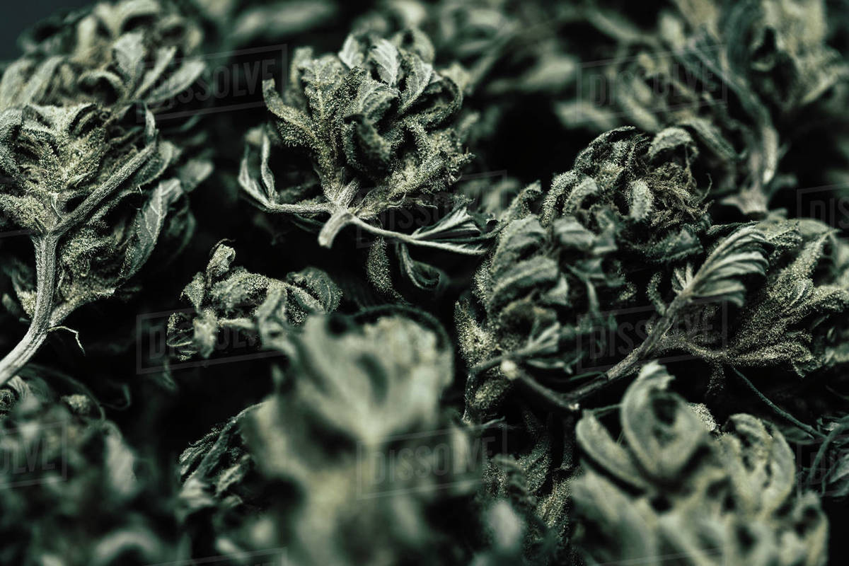 Close-up of dried marijuana leaves - Royalty-free Stock Photo | Dissolve