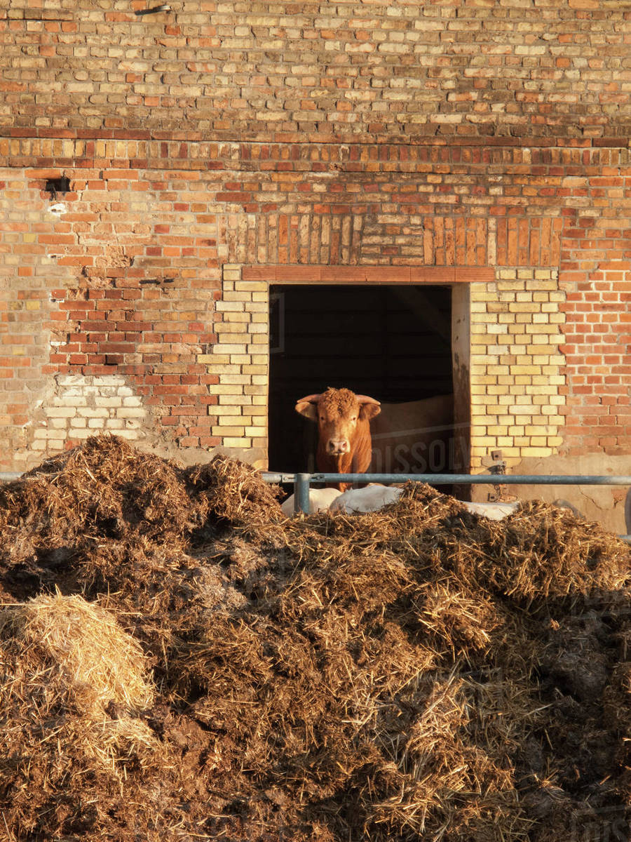 Cow looking through barn window - Stock Photo - Dissolve