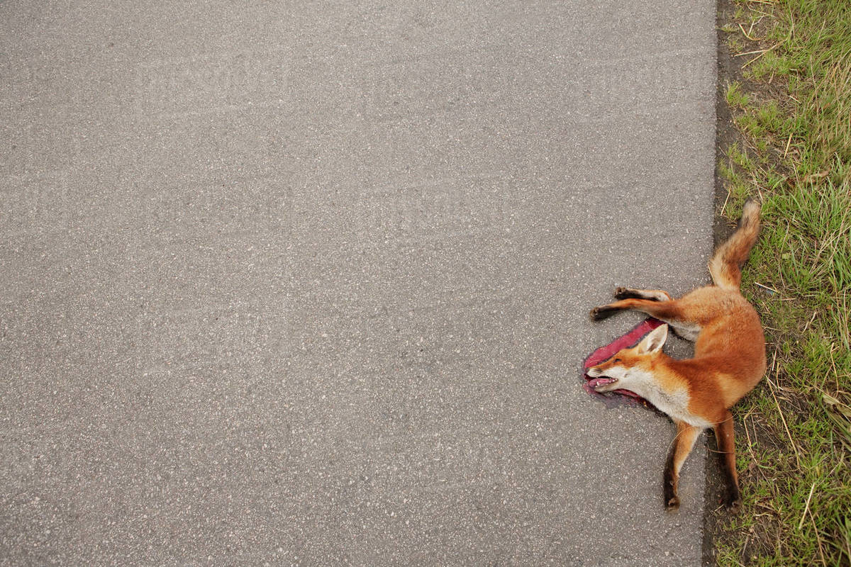 View from above dead red fox at roadside - Stock Photo - Dissolve