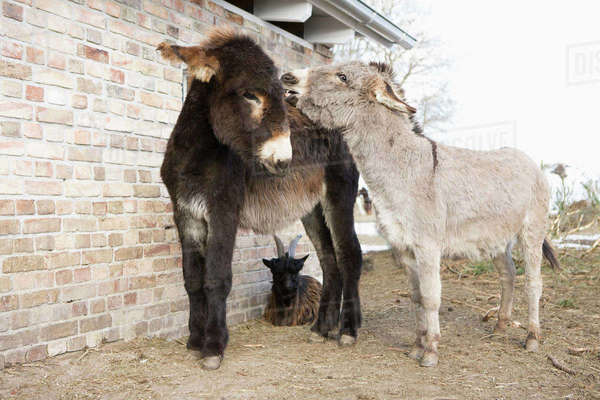 Baby donkeys and goat on farm - Royalty-free Stock Photo | Dissolve