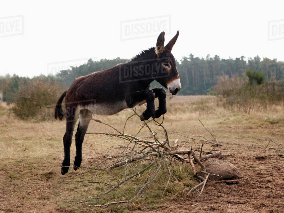 Playful donkey jumping in field - Royalty-free Stock Photo | Dissolve