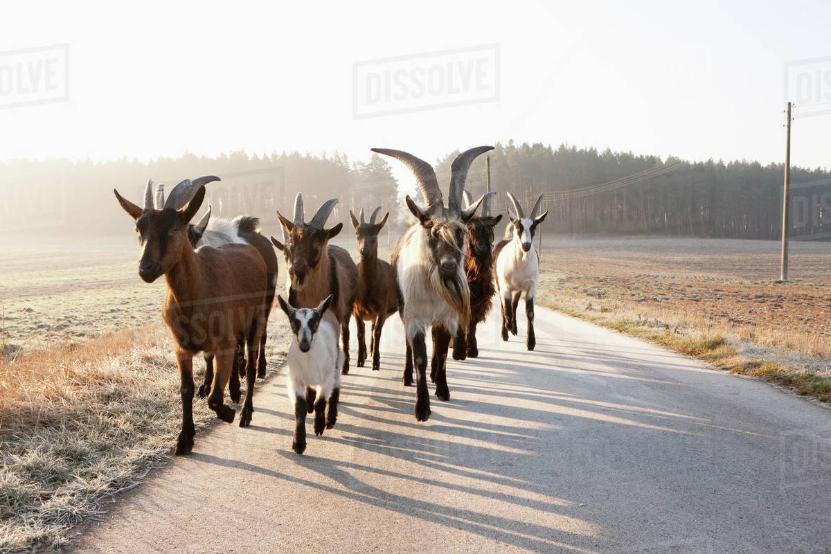 Goats running on rural road - Stock Photo - Dissolve