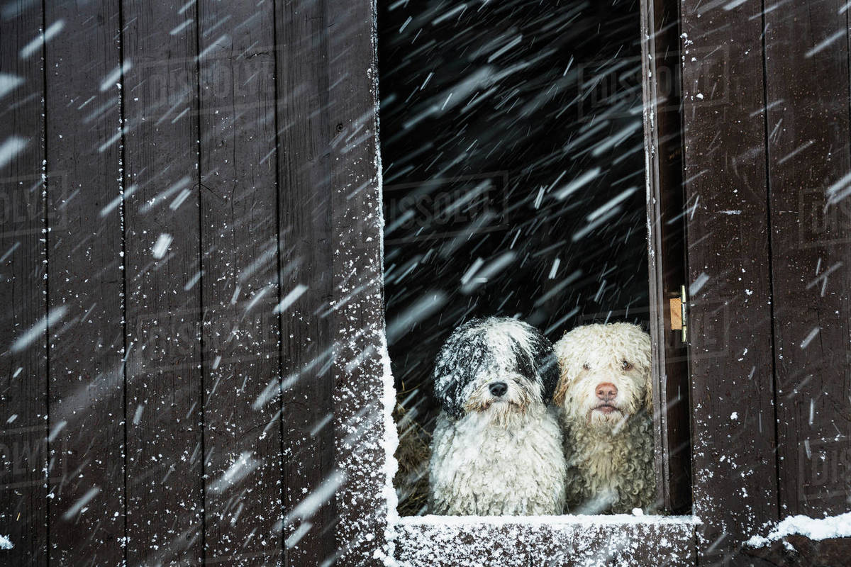 Portrait dogs watching snow from barn window - Stock Photo - Dissolve