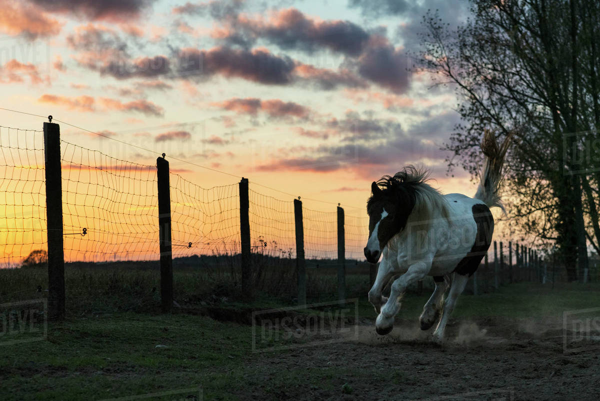Horse running in rural pasture at sunset - Royalty-free Stock Photo ...