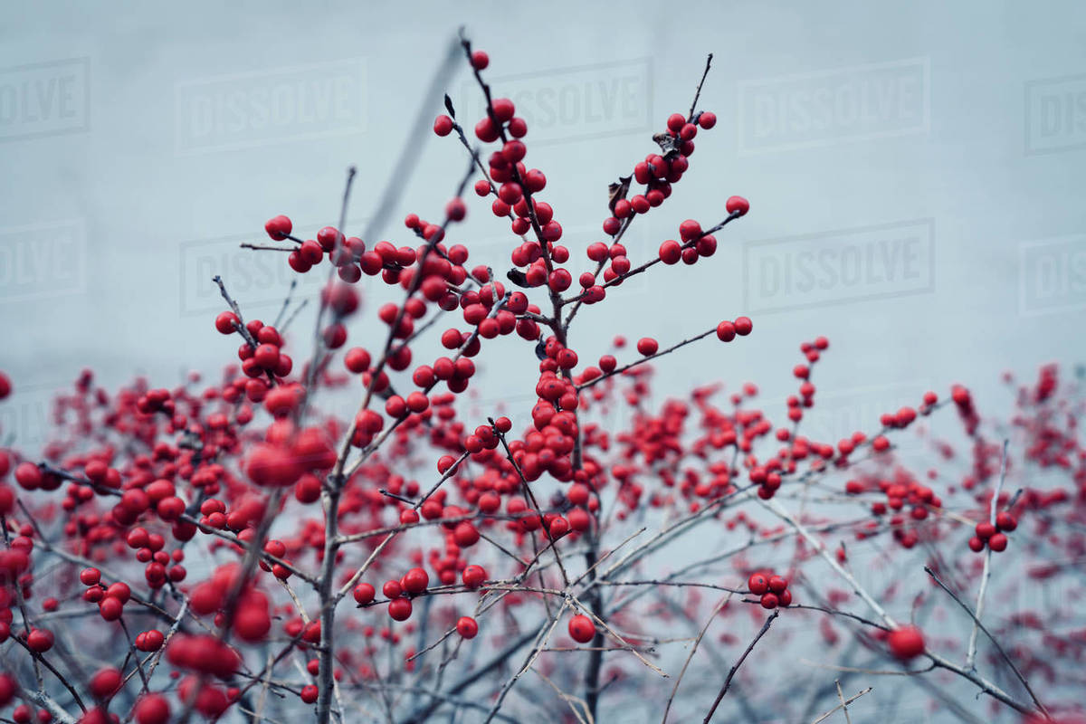 Red berries growing on winter plant - Royalty-free Stock Photo | Dissolve