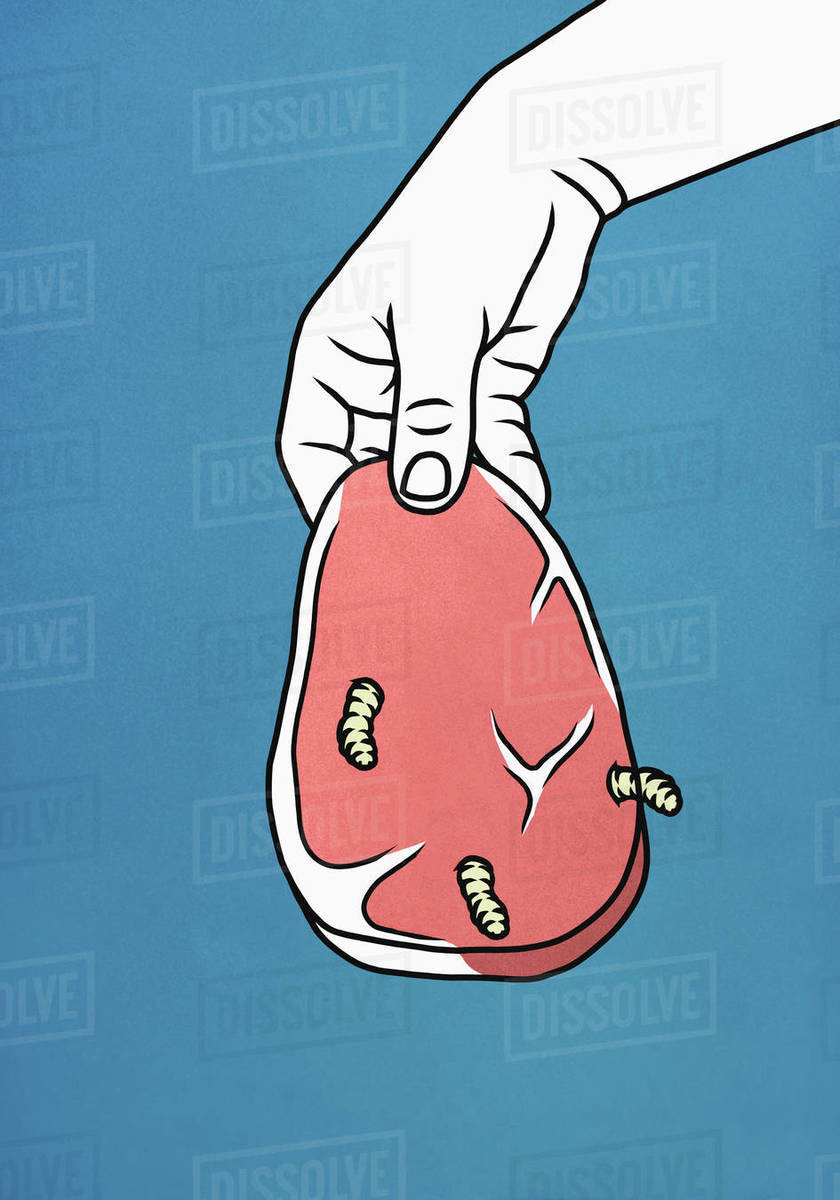 Hand holding rotten raw meat with maggots - Royalty-free Stock Photo ...