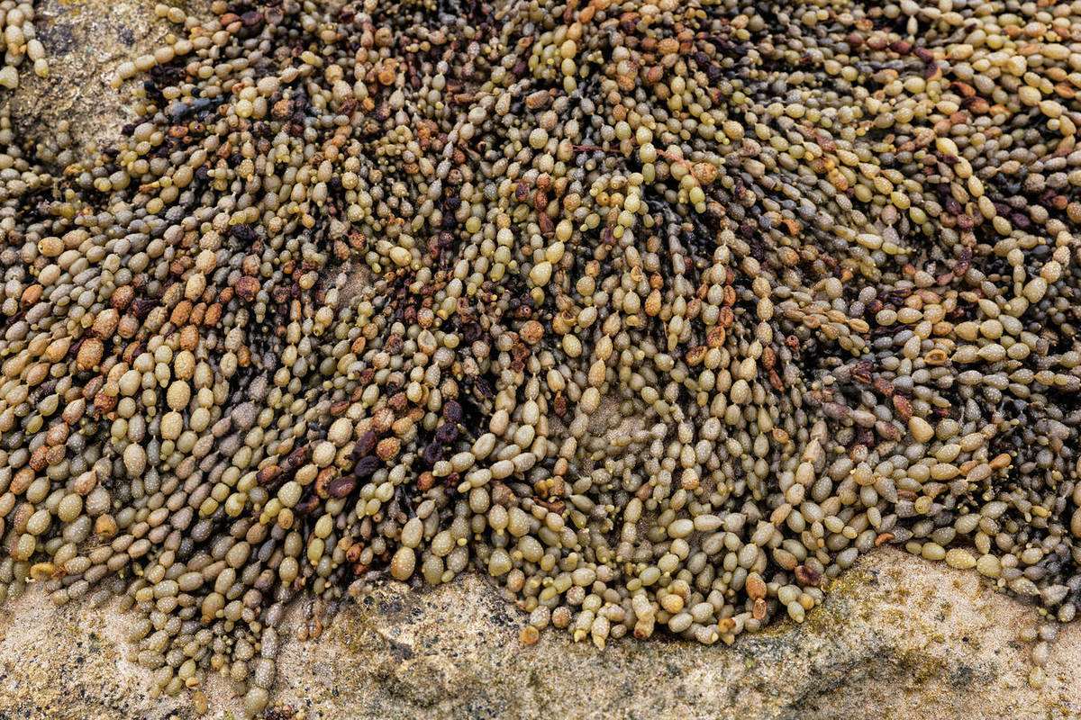 Natural beads on beach - Royalty-free Stock Photo | Dissolve