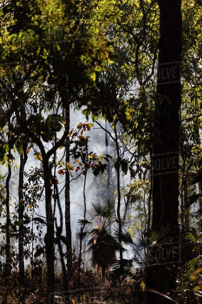 Preventative patch burning fire in tropical forest, Kakadu National ...