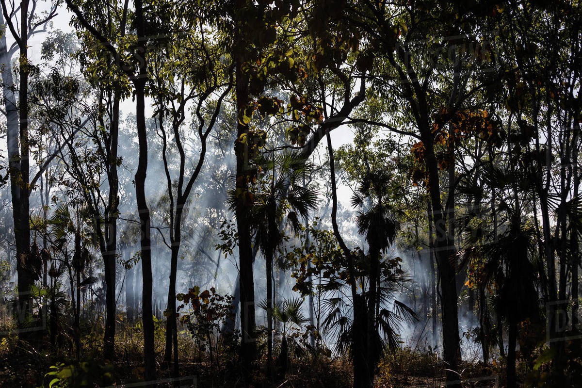 Preventative patch burning fire smoke in tropical forest, Kakadu ...