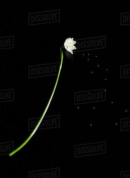 Pollen falling from white flower - Royalty-free Stock Photo | Dissolve