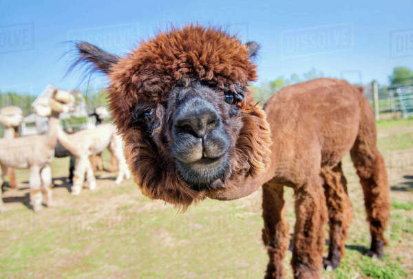 Cute and curious alpaca on sunny farm - Royalty-free Stock Photo | Dissolve