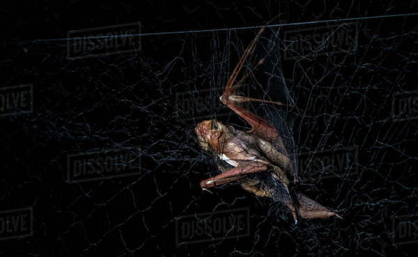 Bat stuck in net against black background - Stock Photo - Dissolve