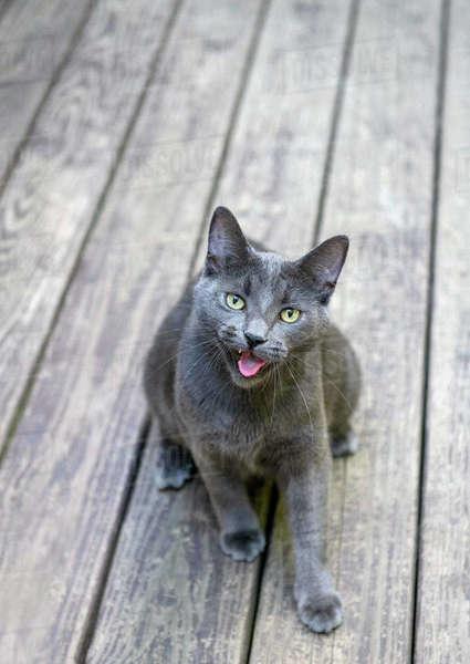 Portrait angry gray cat - Stock Photo - Dissolve