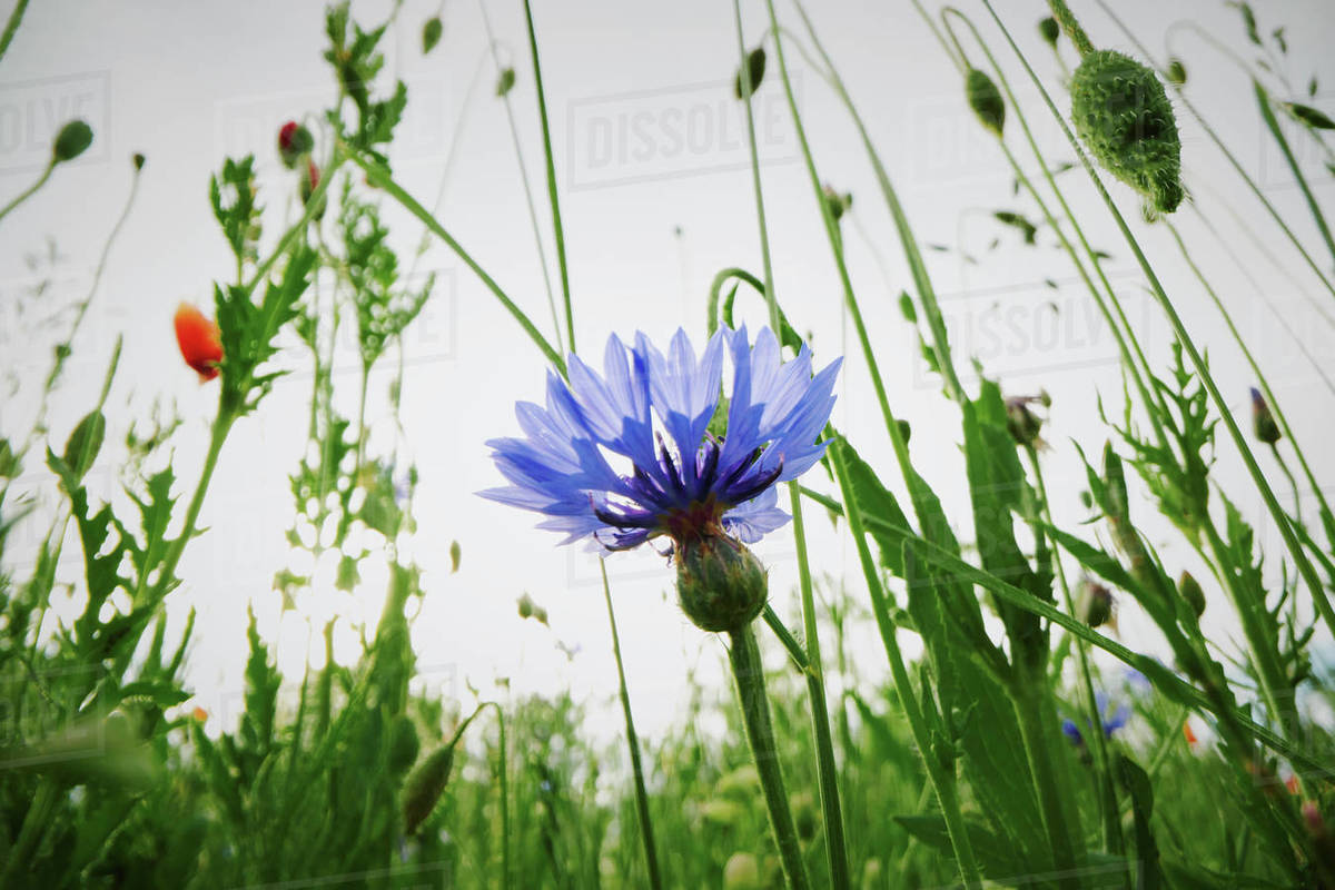 Blue cornflower growing in field - Royalty-free Stock Photo | Dissolve