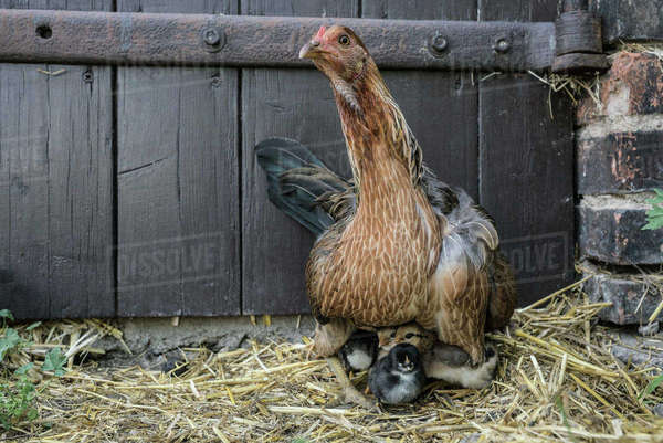 Portrait chicken protecting chicks - Royalty-free Stock Photo | Dissolve