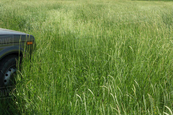 Car parked in tall grass field - Royalty-free Stock Photo | Dissolve