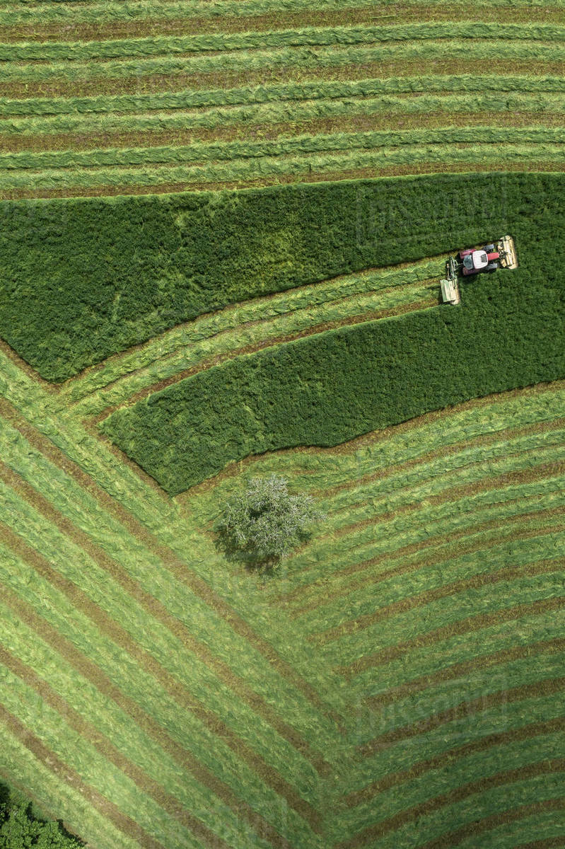 Aerial view tractor harvesting green hay field with lone tree, Auvergne ...