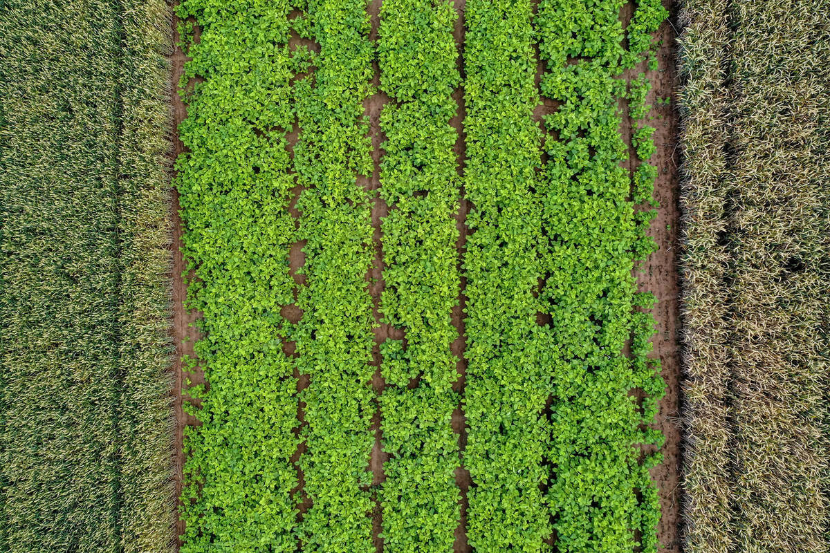 Aerial view rows of green crops outlined by contrasting crops, Baden ...