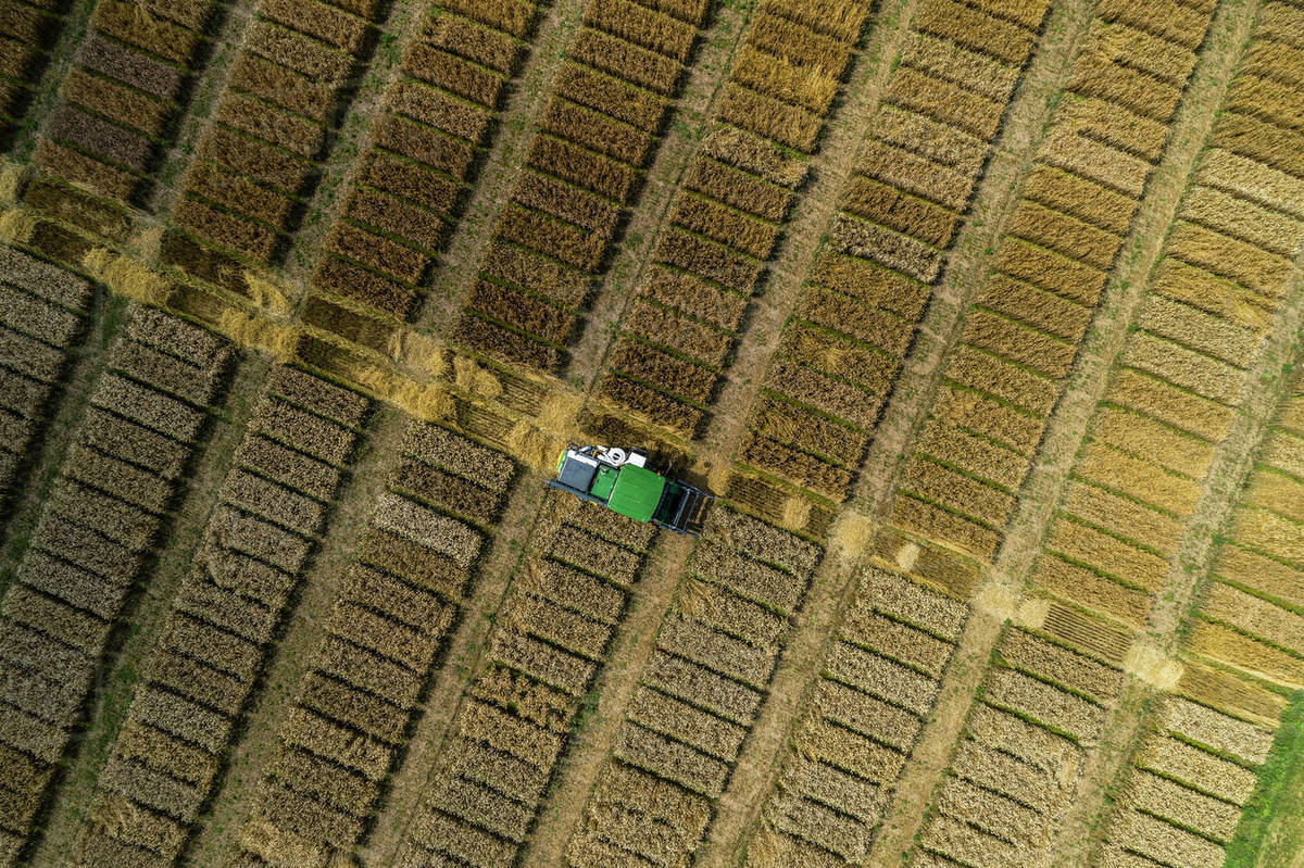 Aerial drone POV tractor in agricultural field with crop rectangles ...