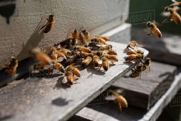 Close up cluster of bees outside sunny hive - Stock Photo - Dissolve
