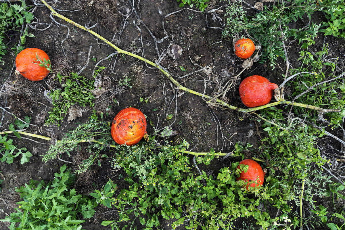 View from above red kuri squash growing in garden - Royalty-free Stock ...