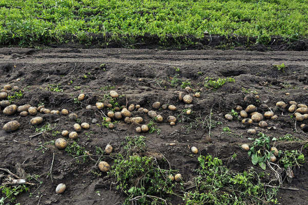Potatoes growing in rural field - Royalty-free Stock Photo | Dissolve