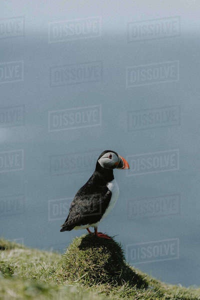 Side view puffin standing on grassy hill, Mykines, Faroe Islands ...