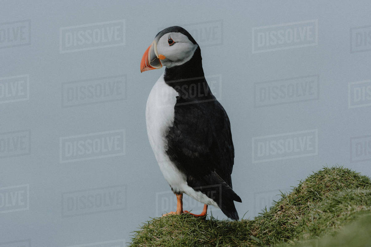 Side view puffin standing in grass, Mykines, Faroe Islands - Stock ...