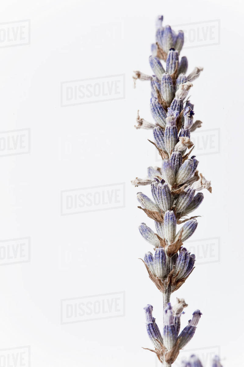 Lavender Stem on white background - Stock Photo - Dissolve
