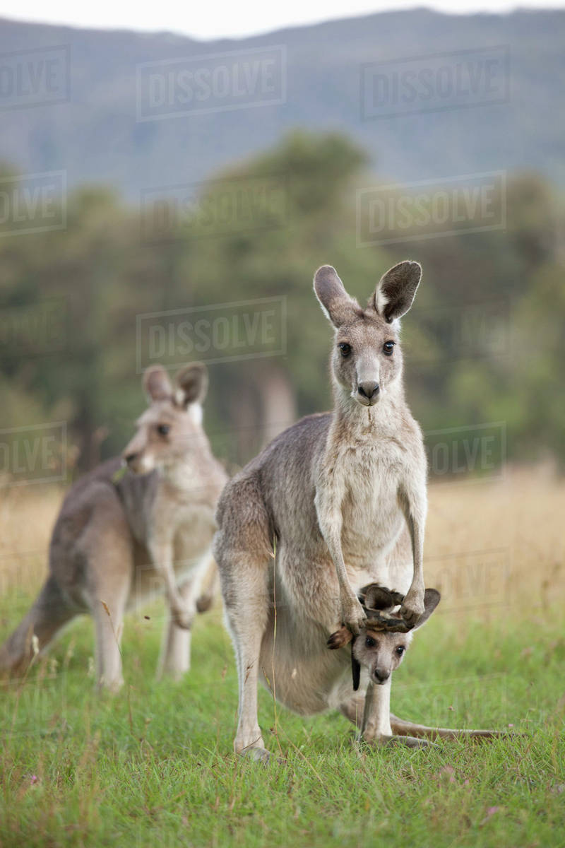 Three Kangaroos in a field - Stock Photo - Dissolve