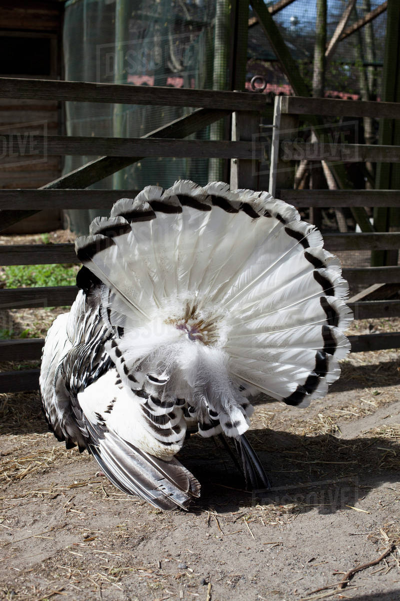 Rear view of a captive turkey on a farm - Royalty-free Stock Photo ...